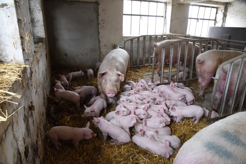 Gute Betreuung zum Lebensstart - Erfolgreiches Ferkelmanagement